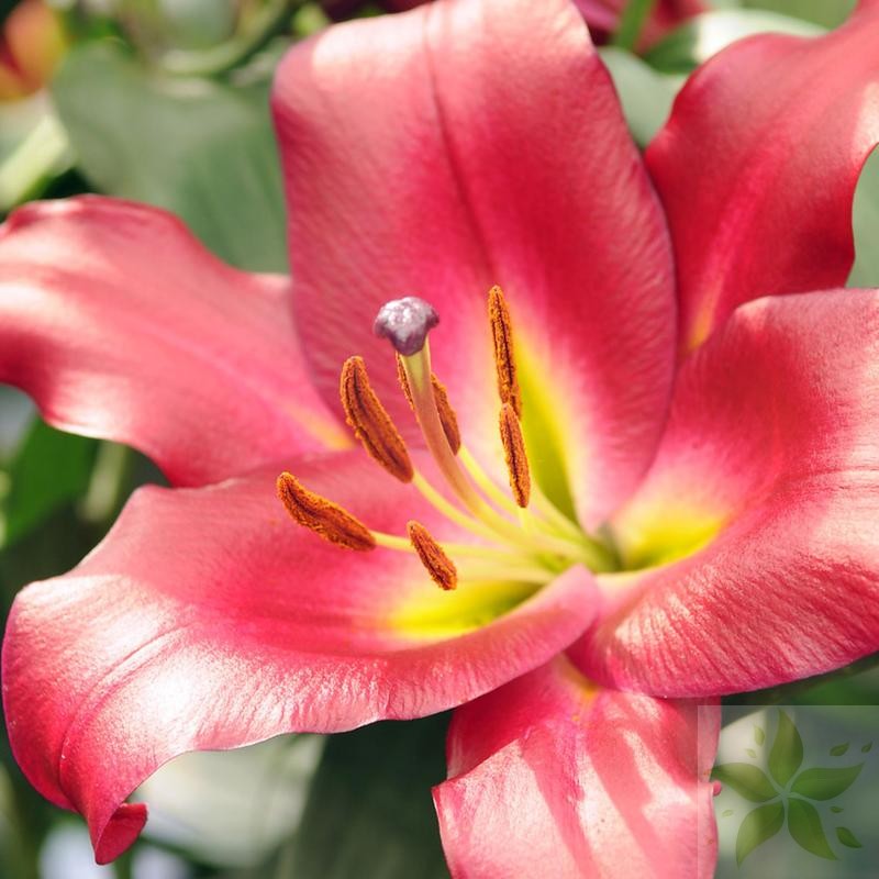 LILIA ORIENTALNA TARRANGO 22+ XXL Liliowe-Ogrody.pl