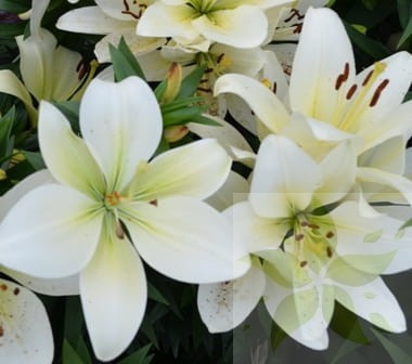 LILIA AZJATYCKA ERCOLANO 18/20 Liliowe-Ogrody.pl